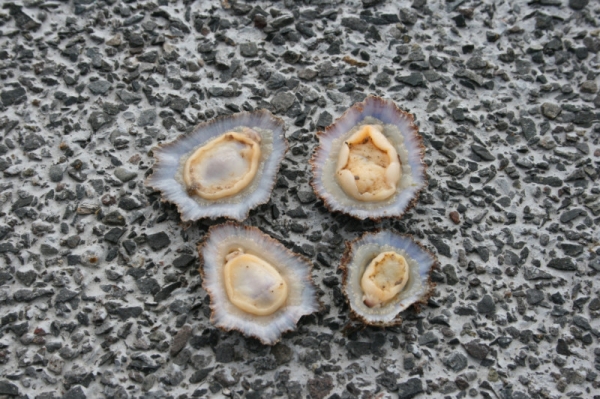 Lapas e Caramujos – Mar Madeira